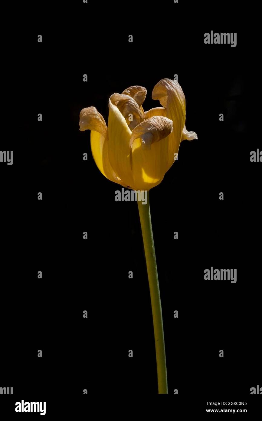 A dying tulip Tulipa Stock Photo - Alamy