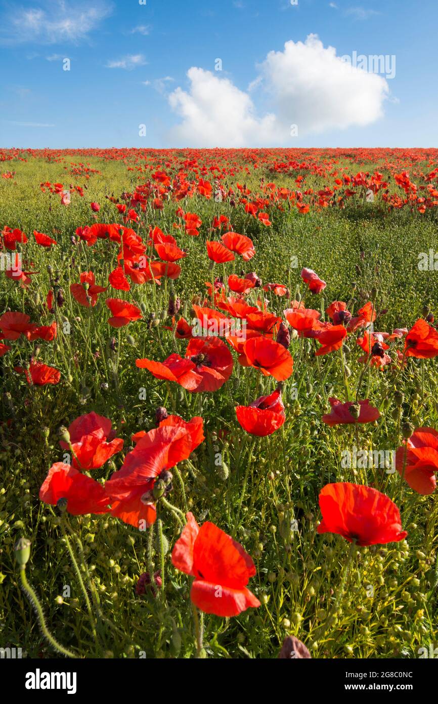 Poppies flowers blue sky clouds hi-res stock photography and images - Alamy