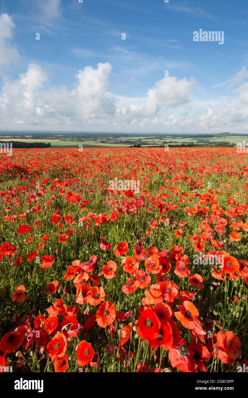 self-seeded poppies growing in a crop of flax, linseed, blue flax ...