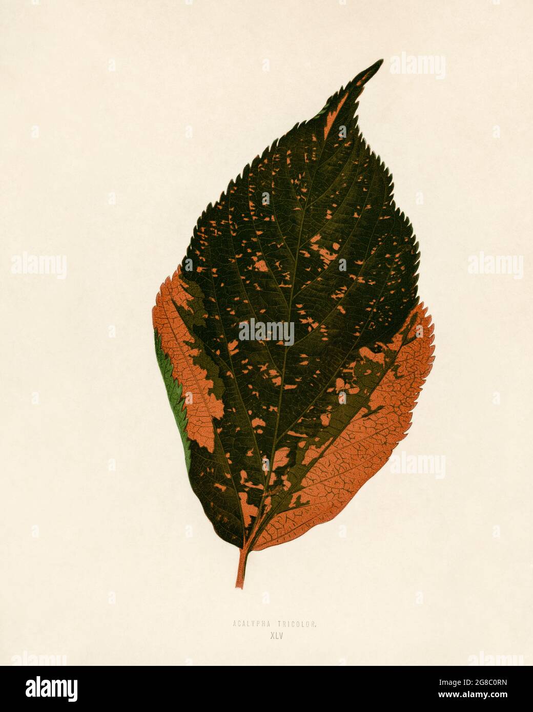 Jacobs Coat (Acalypha Tricolor) engraved by Benjamin Fawcett (1808-1893 ...