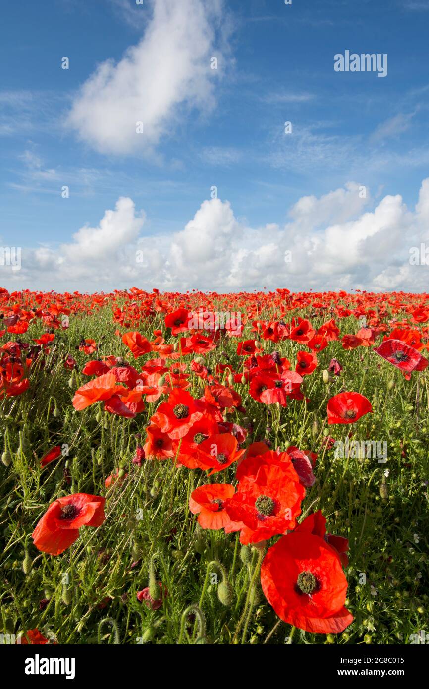 field of red poppies on side of a hill against blue sky with white ...