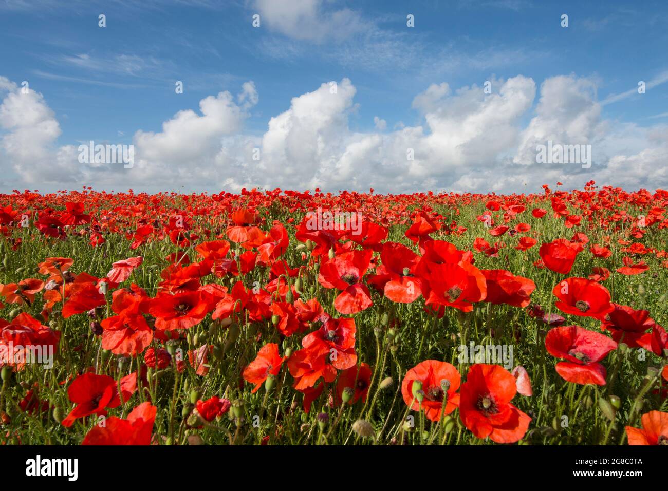 field of red poppies on side of a hill against blue sky with white ...