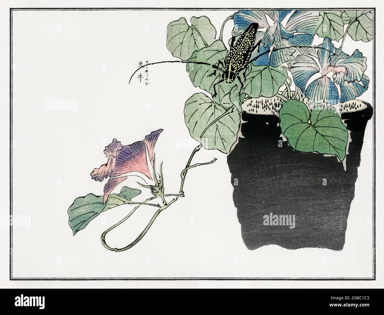 Japanese paper-cutter beetle illustration from Churui Gafu (1910) by ...