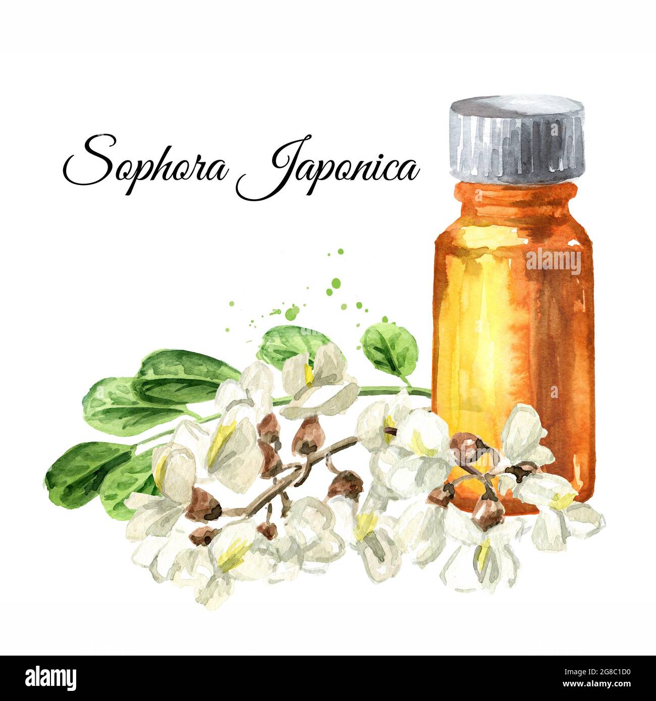 Sophora Japonica Flower