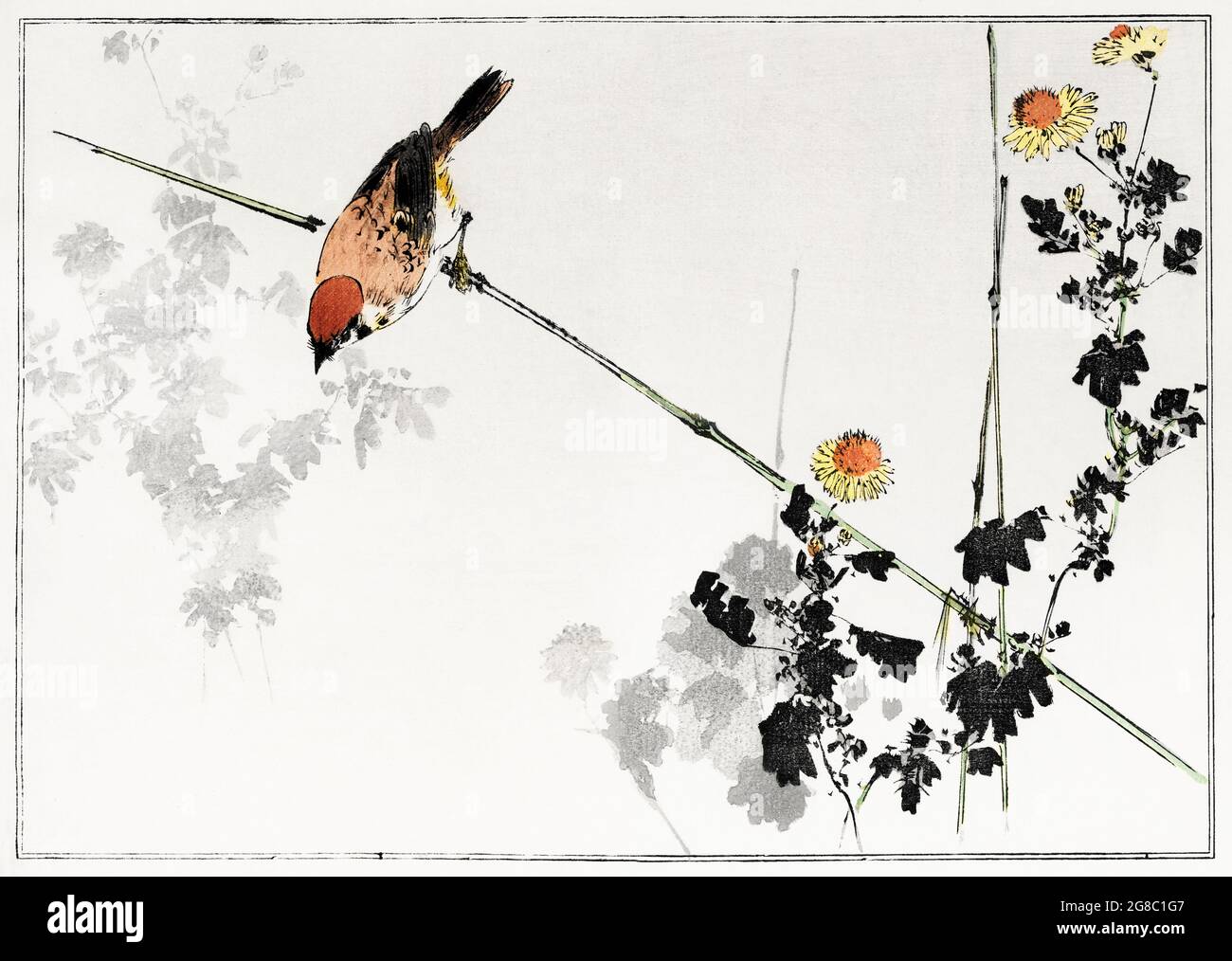 Japanese swallow bird from Seitei Kacho Gafu (1890–1891) by Wantanabe ...
