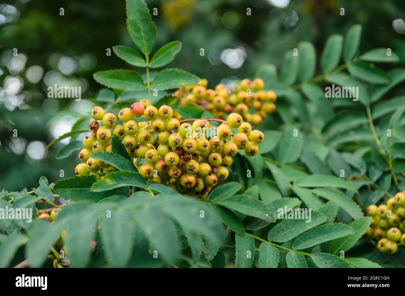 Sorbus aucuparia, known as rowan or mountain-ash shrub with young ...