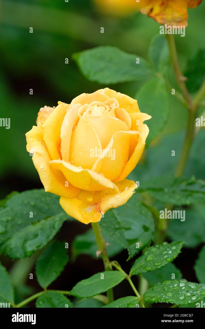 Golden celebration rose hi-res stock photography and images - Alamy