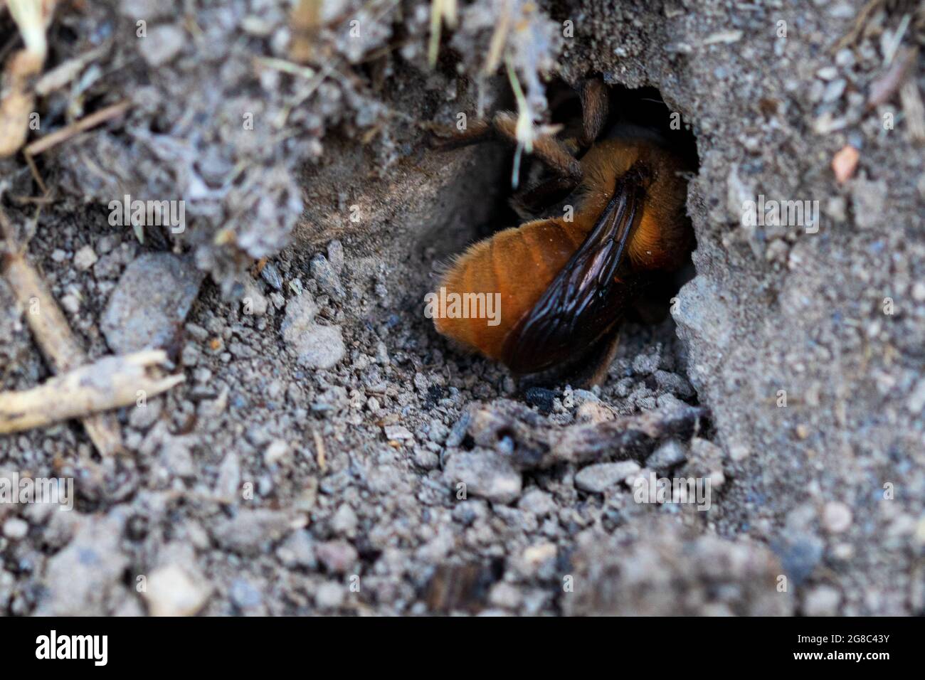 Digger bee Excavating a Hole Stock Photo - Alamy