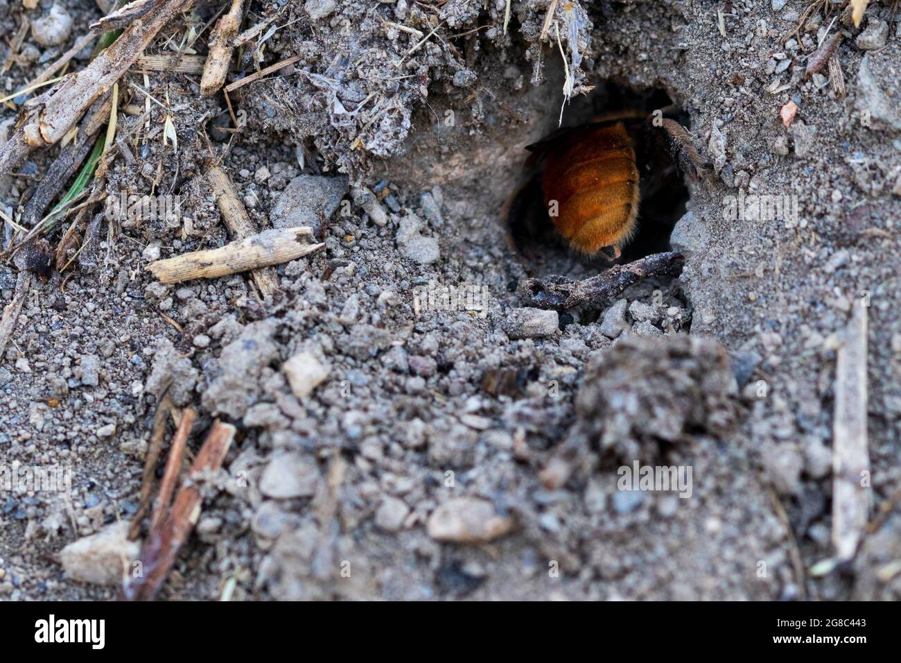 Digger bee Excavating a Hole Stock Photo - Alamy