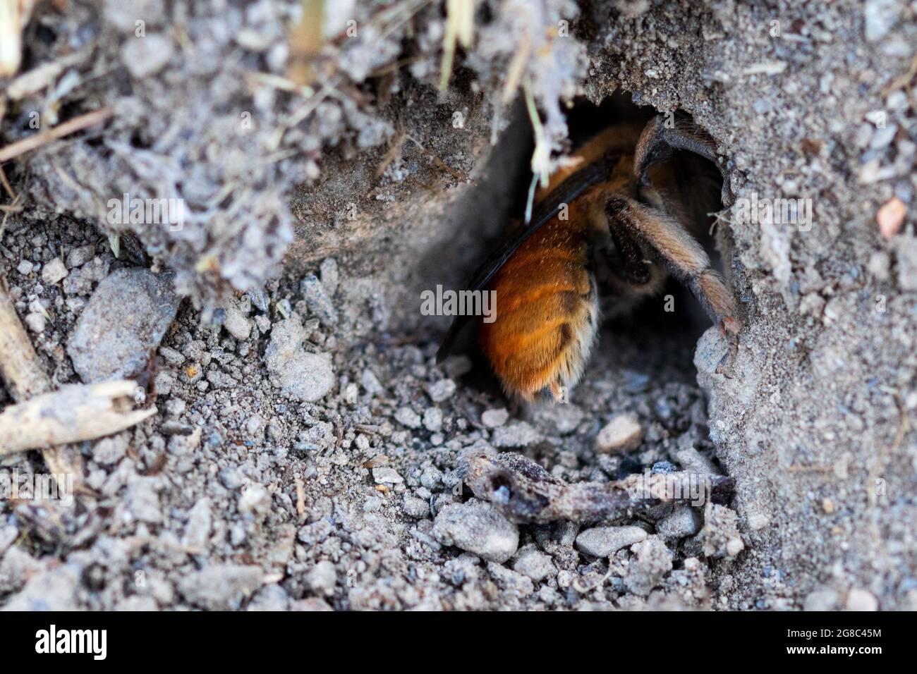 Mining bees nest hi-res stock photography and images - Alamy