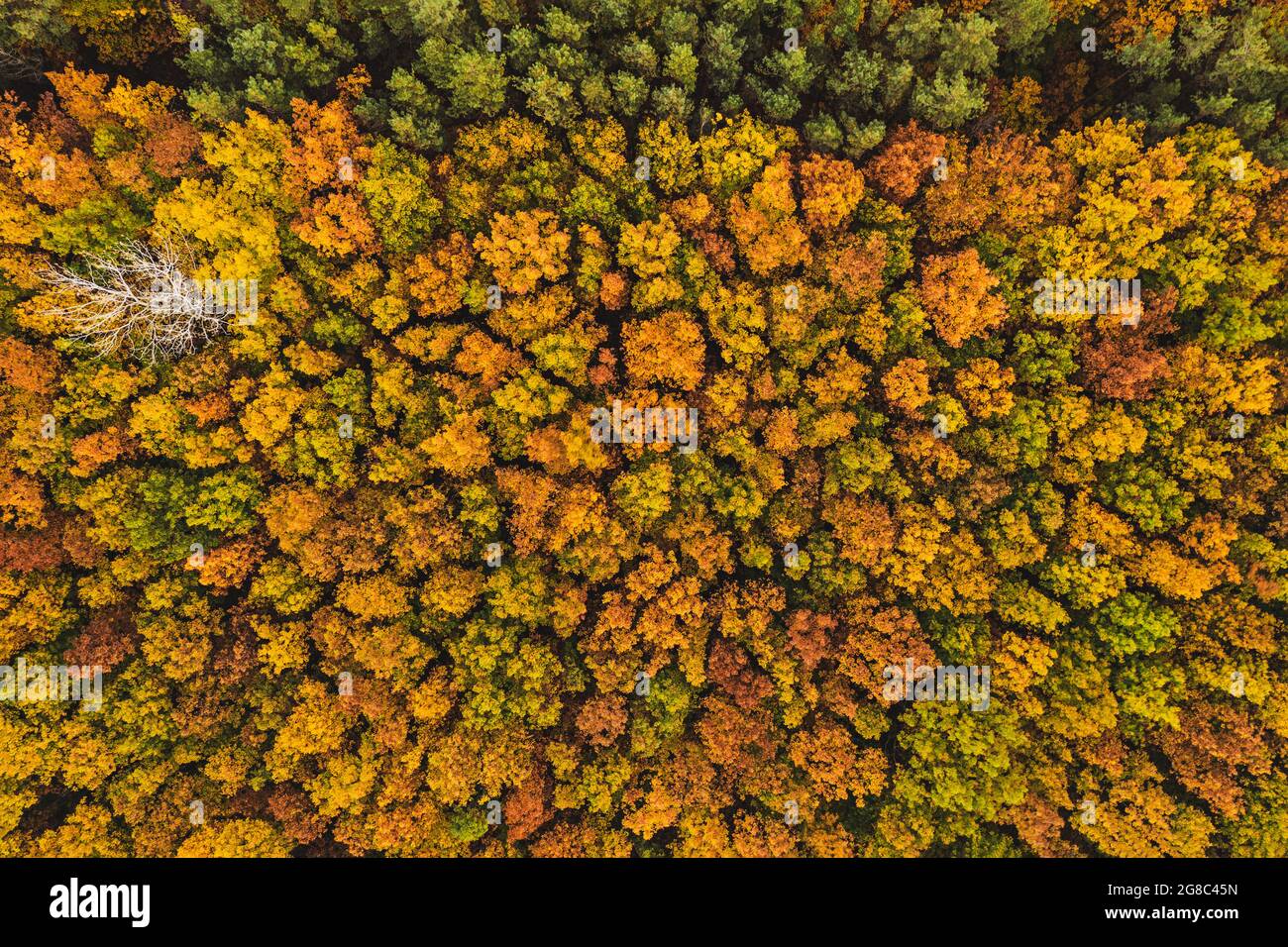 Autumn forest from above Stock Photo - Alamy