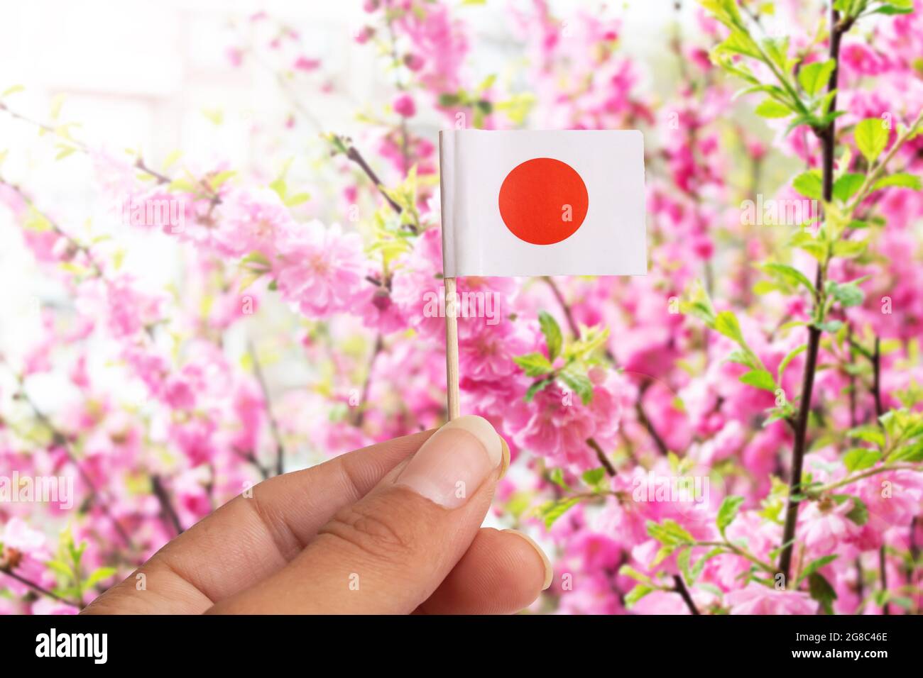 Small japan flag in hand on pink flowers background close up Stock ...