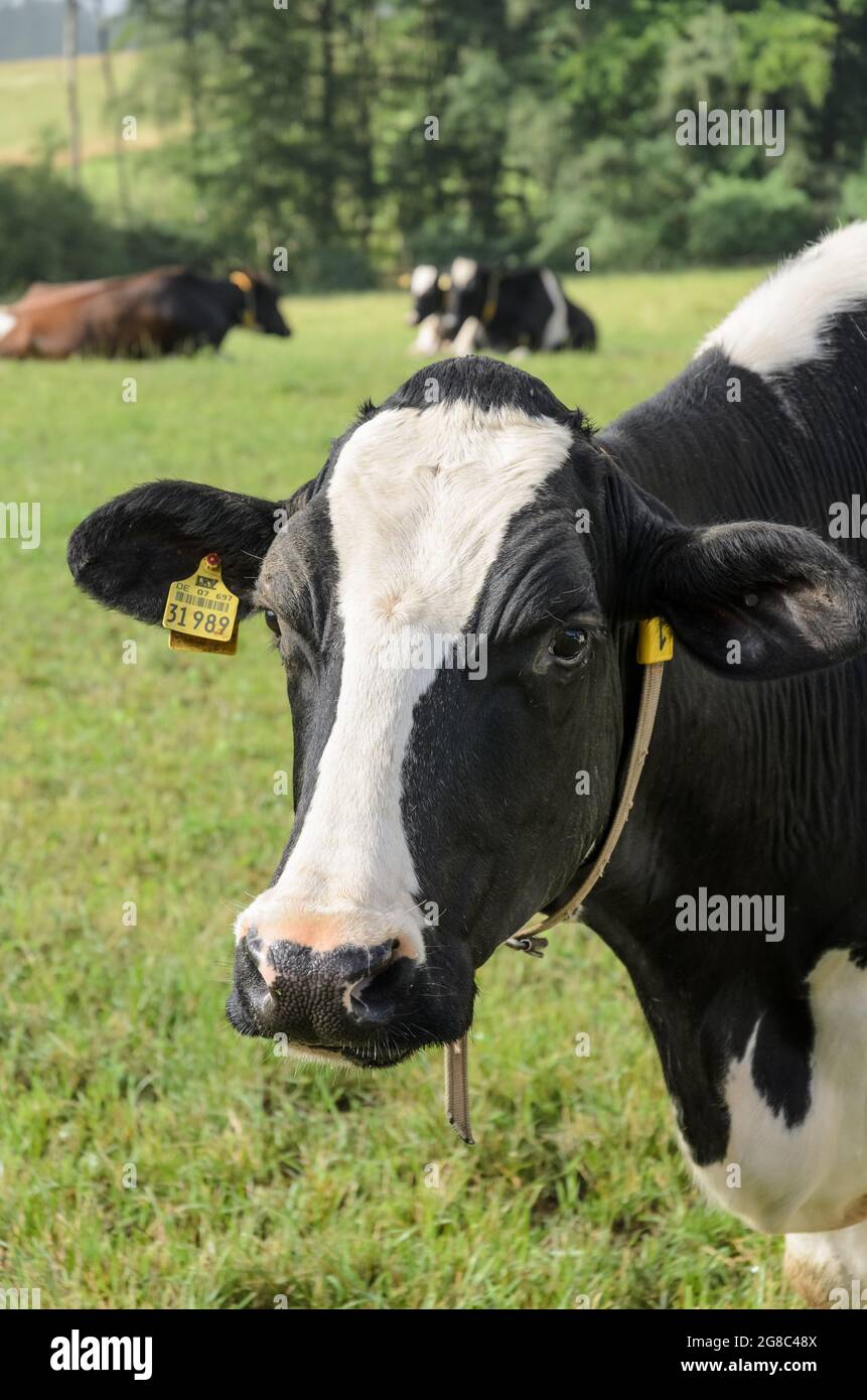 German simmental hi-res stock photography and images - Alamy