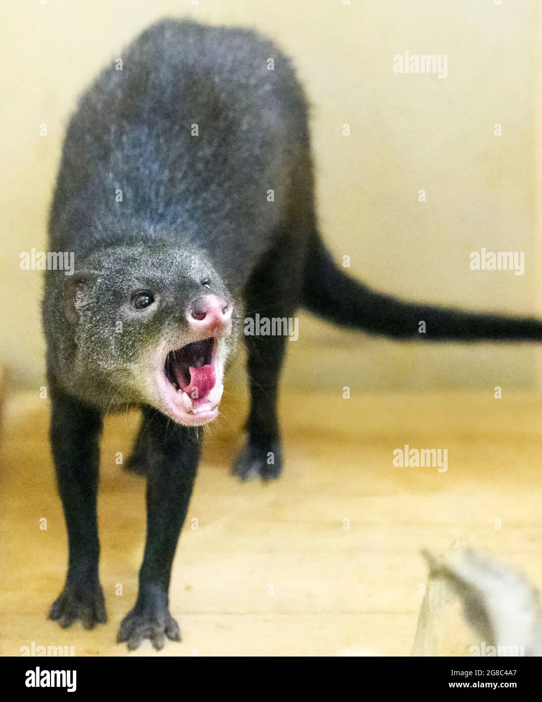 Pilsen, Czech Republic. 19th July, 2021. Marsh Mongoose, Atilax ...