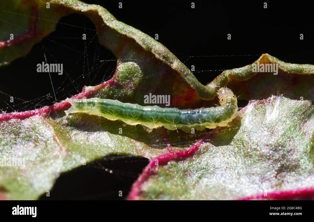Close-up a caterpillar on the vegetable leaf Stock Photo - Alamy