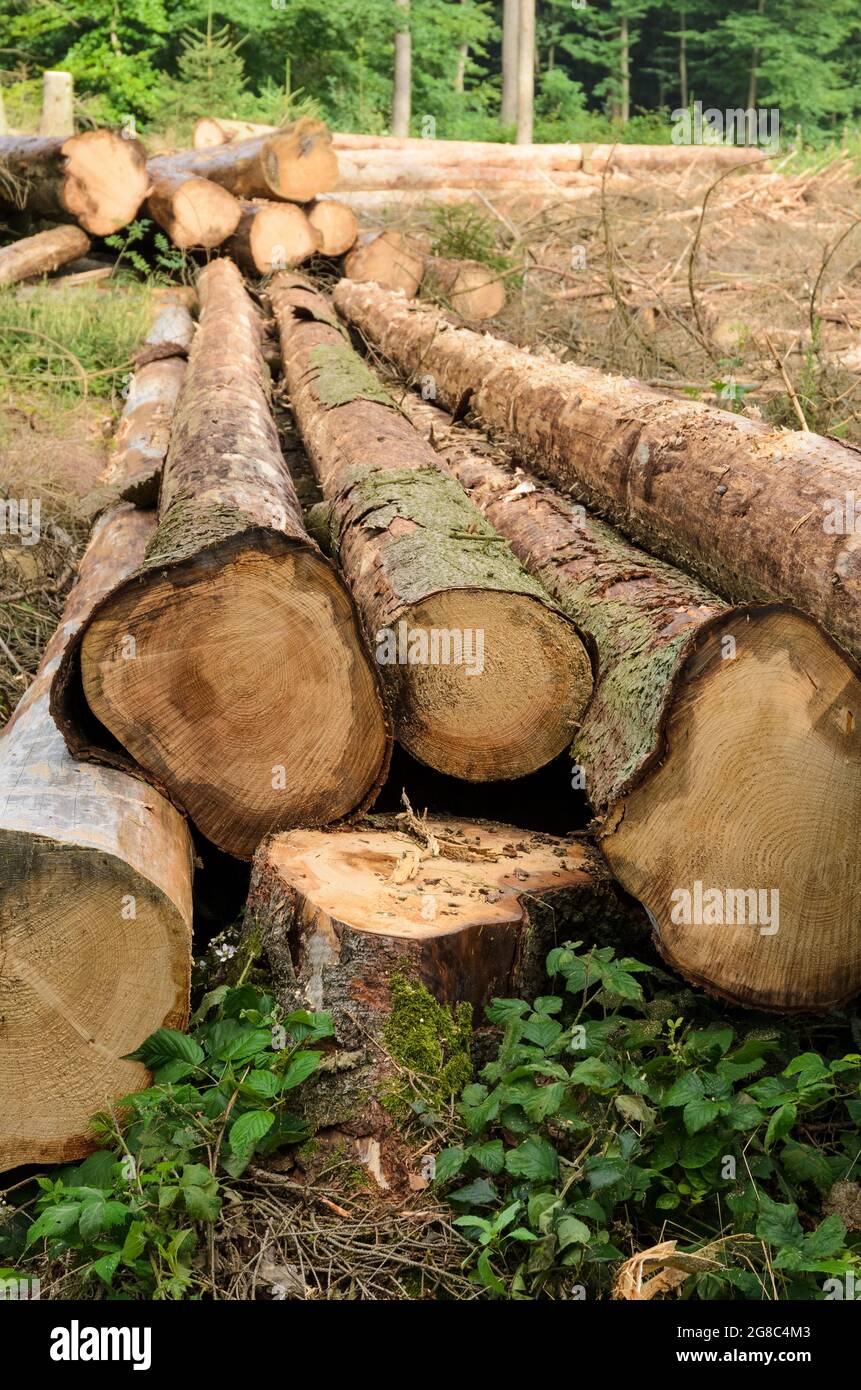 Pile of cut trees hi-res stock photography and images - Alamy