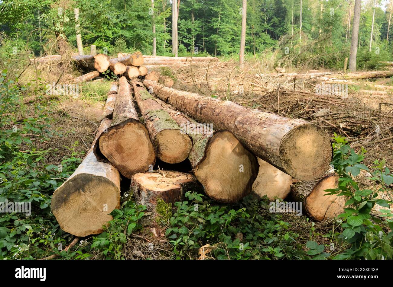 Pile cut down trees hi-res stock photography and images - Alamy