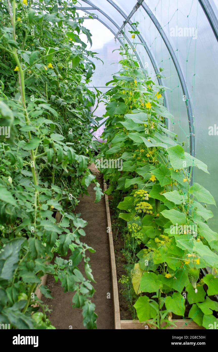 Rows of cucumber and tomato plants growing on a greenhouse. Organic ...