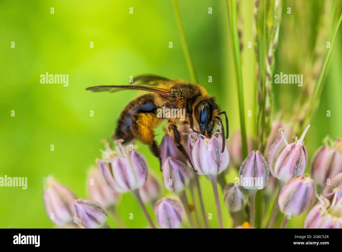 Andrena sp. Mining Bee on a Flower Stock Photo - Alamy