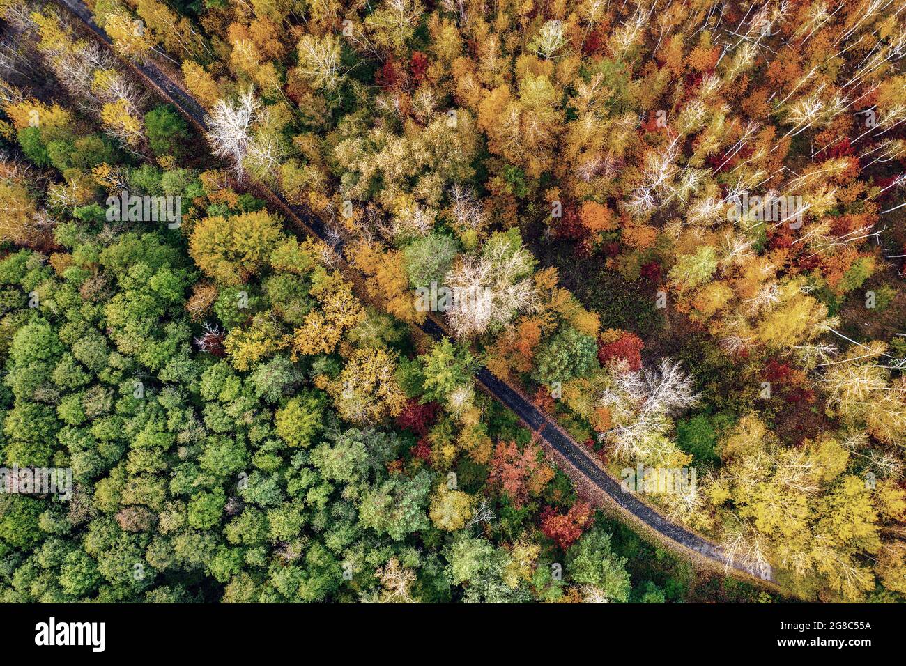 Autumn forest from above Stock Photo - Alamy