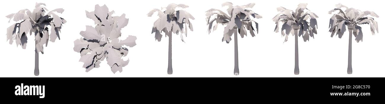 Set or collection of drawings of Palm trees isolated on white ...