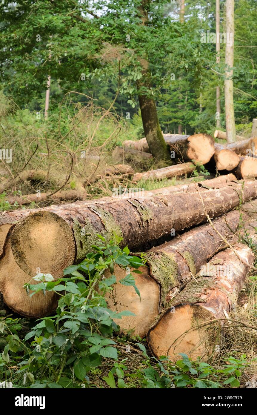 Trees have been felled hi-res stock photography and images - Alamy