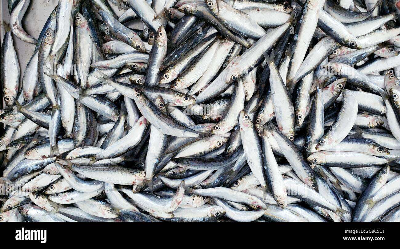 Overhead shot of fresh anchovies displayed at a Greek market in Nea ...