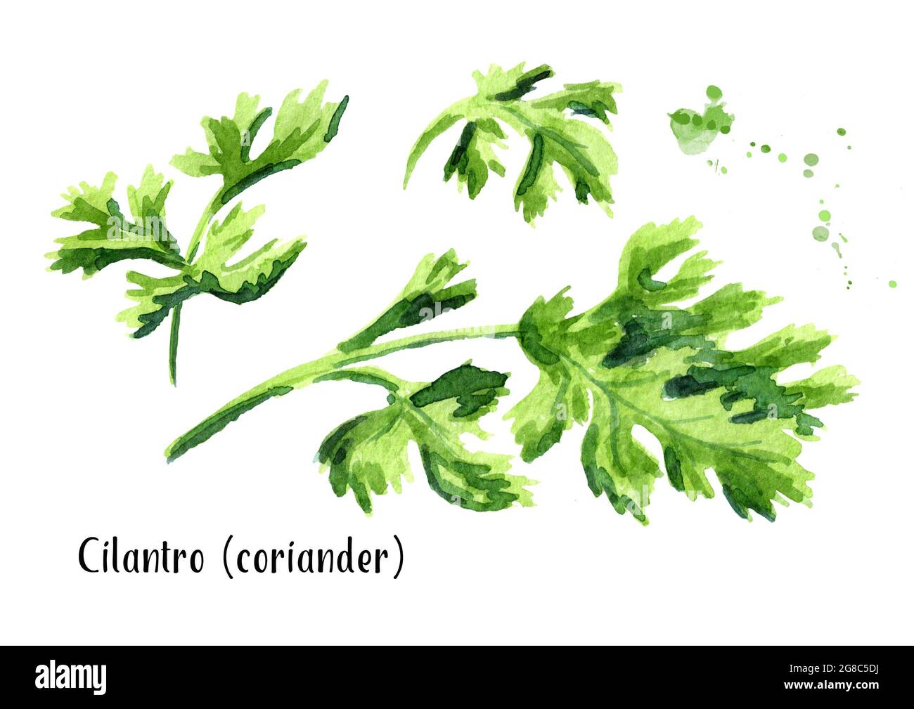 Cilantro coriander set. Watercolor hand drawn illustration, isolated on ...