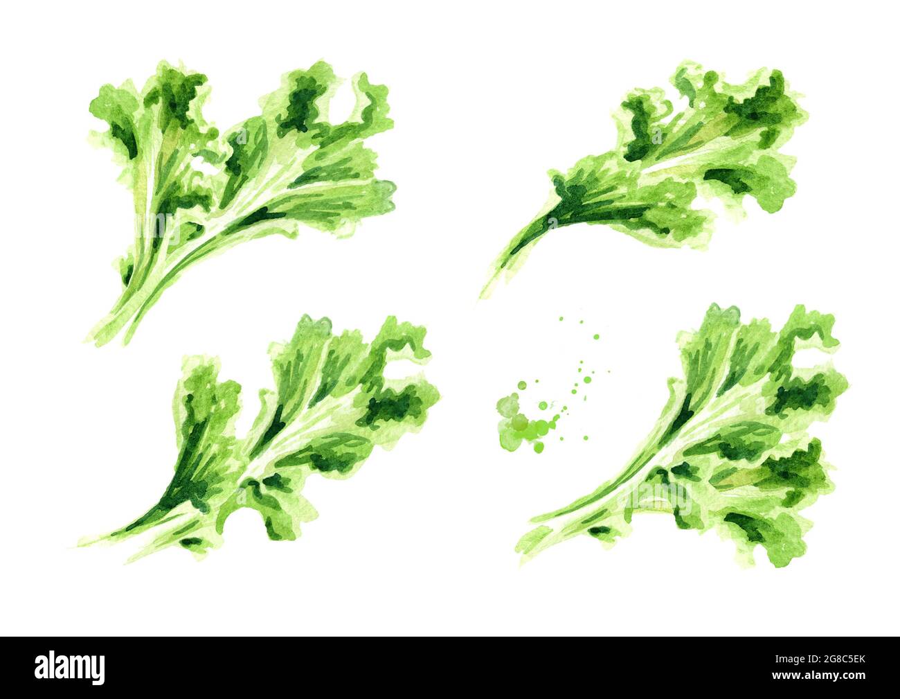 Lettuce set. Watercolor hand drawn illustration, isolated on white ...
