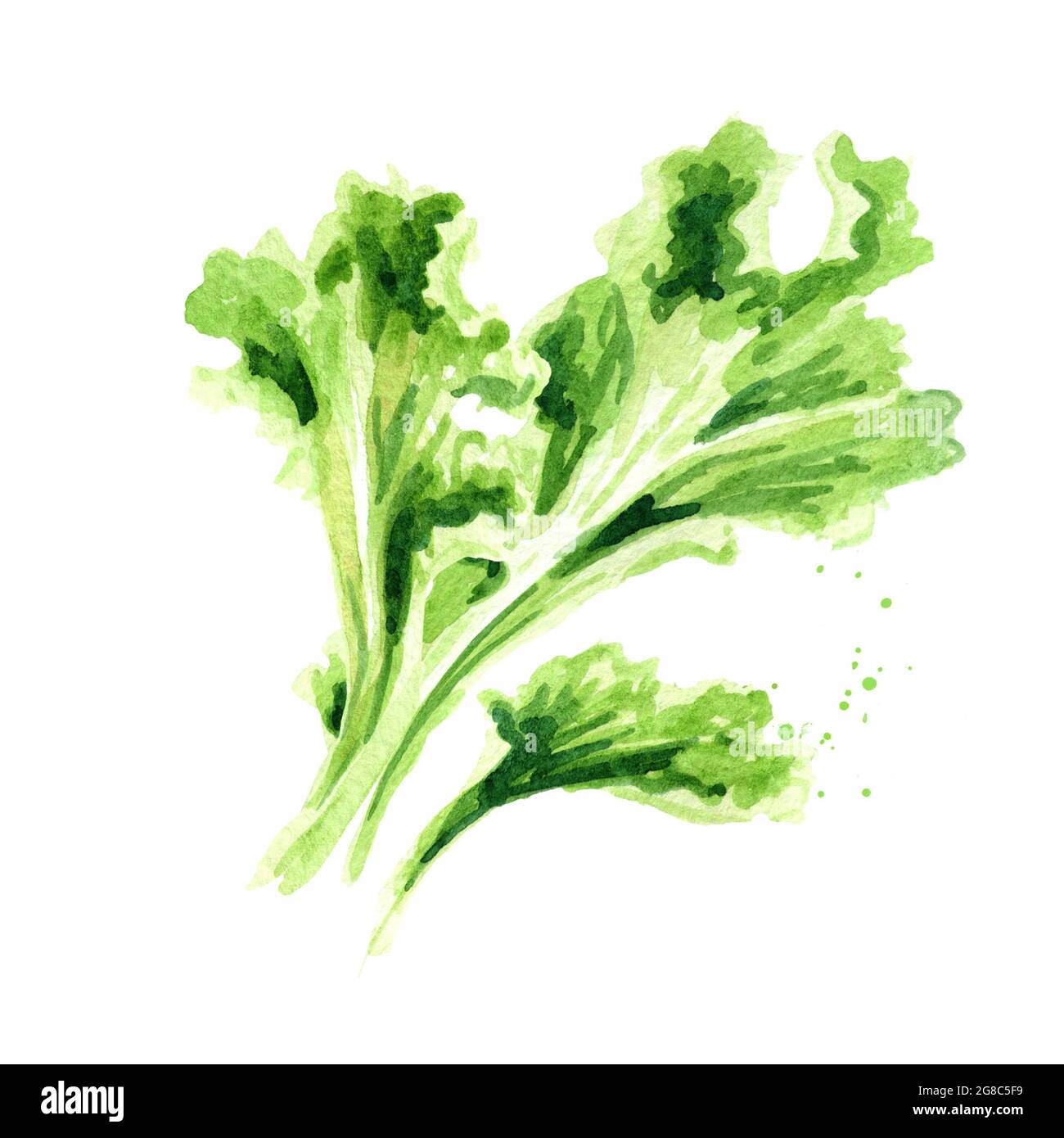 Lettuce salad. Watercolor hand drawn illustration, isolated on white ...