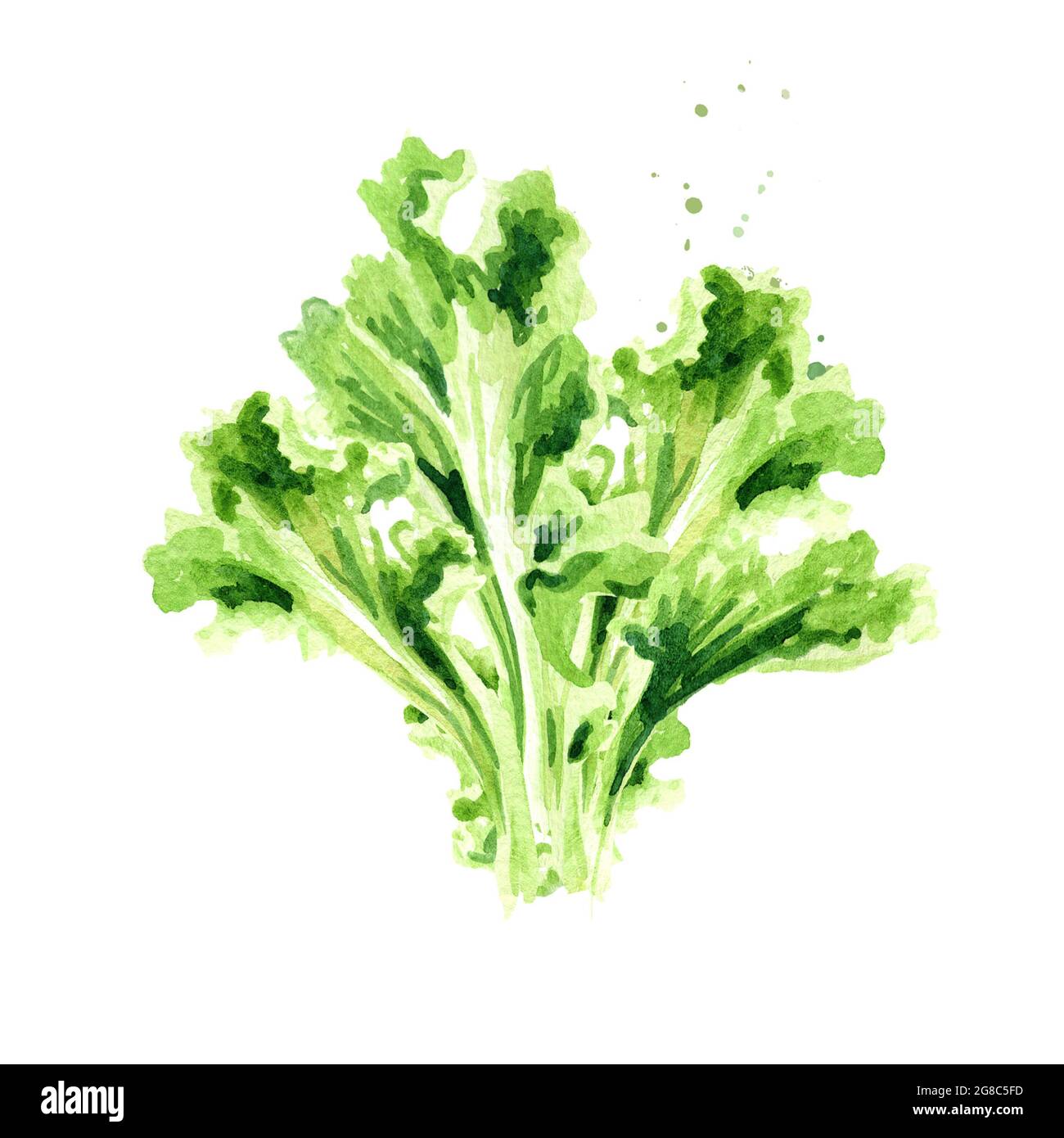 Lettuce salad. Watercolor hand drawn illustration isolated on white ...