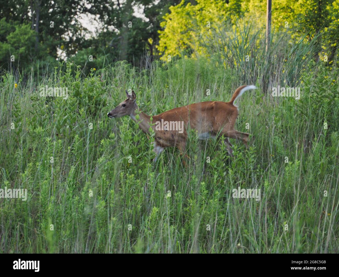 Beautiful shot of cute roe deer in Ernie Miller Nature Center, Olathe ...