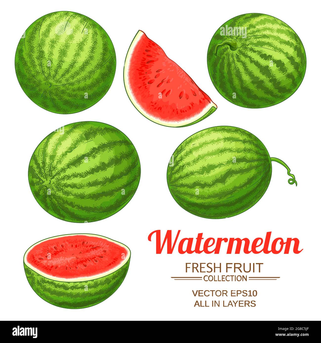 watermelon vector set on white background Stock Vector Image & Art - Alamy