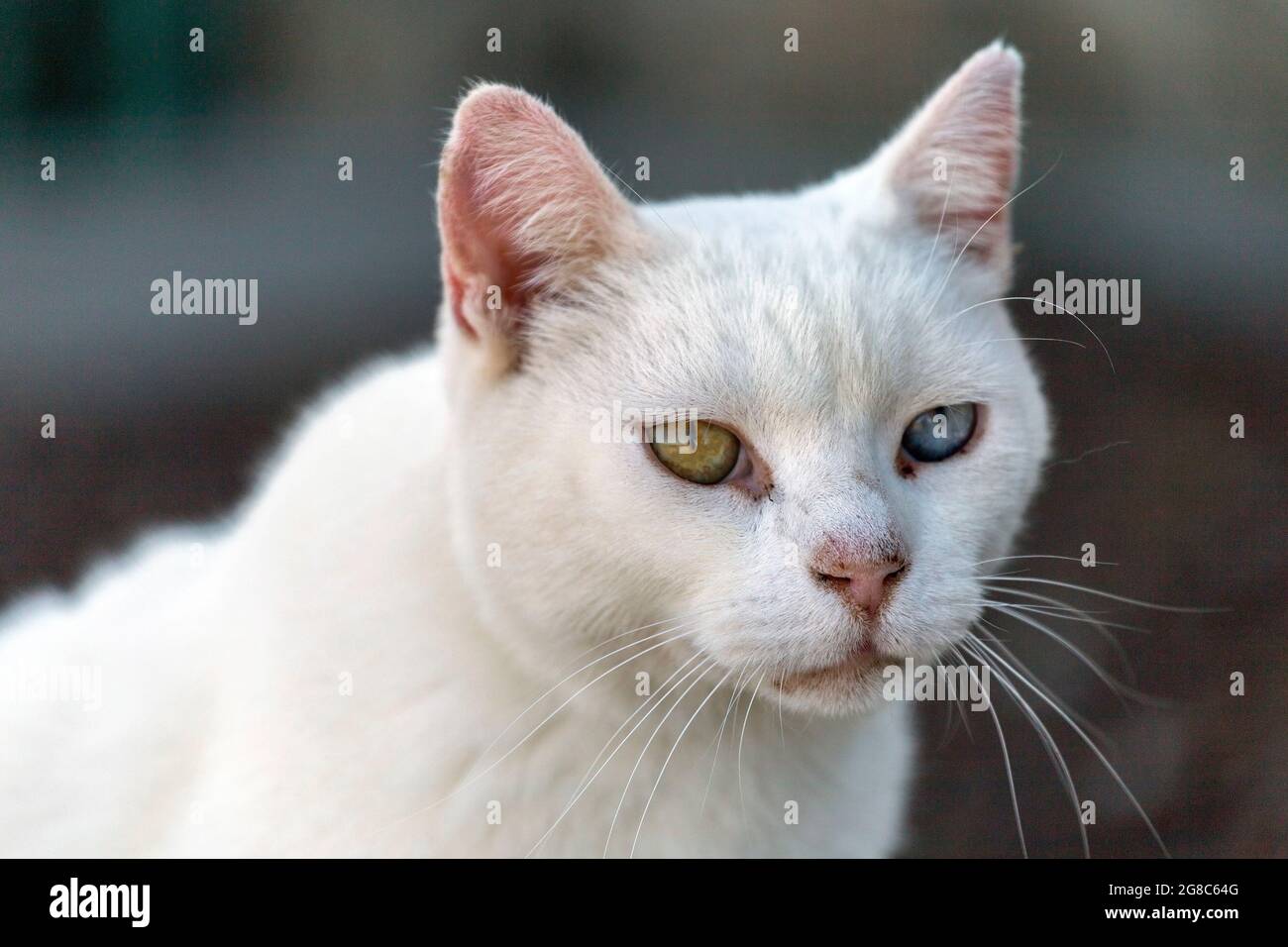 White stray cat with different eyes in Maspalomas, Spain Stock Photo ...