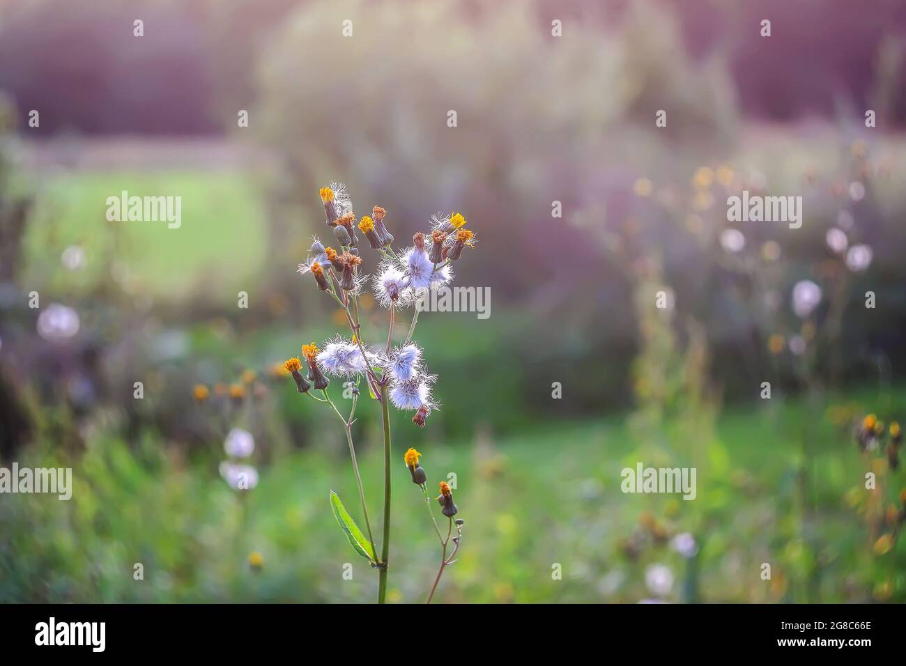 Wild flowers growing in summer meadow Stock Photo - Alamy