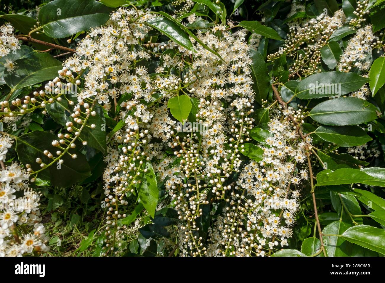 Cherry laurel leaf prunus laurocerasus hi-res stock photography and ...