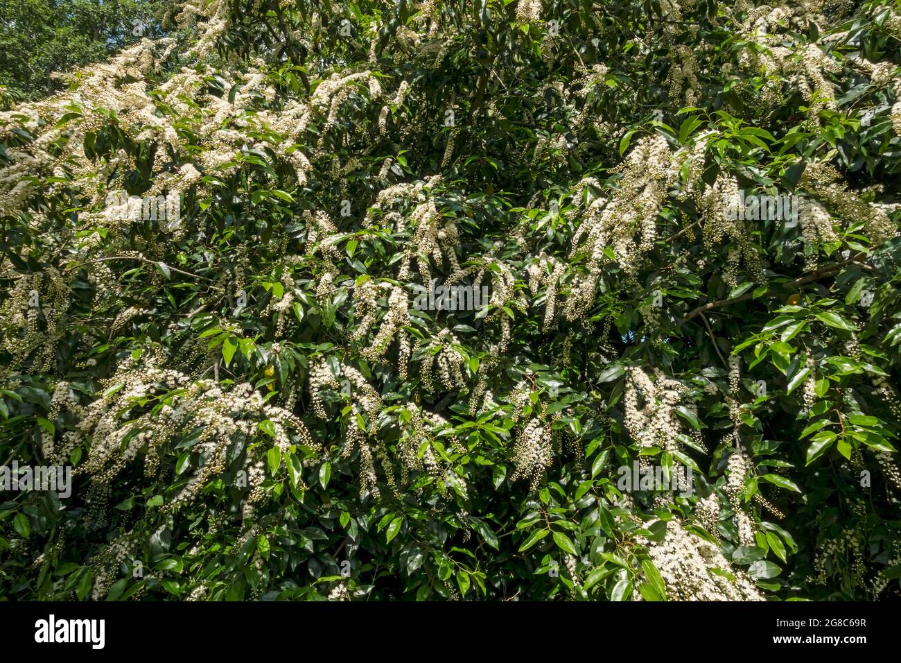 Flowers of Cherry Laurel English Laurel shrub plant in summer England ...