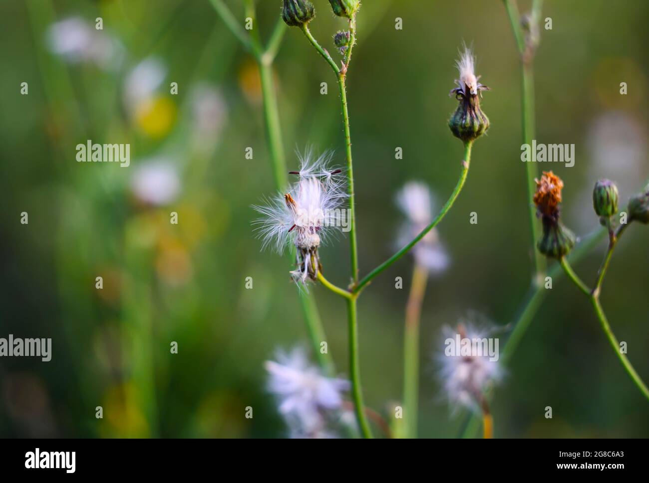 Wild flowers growing in summer meadow Stock Photo - Alamy
