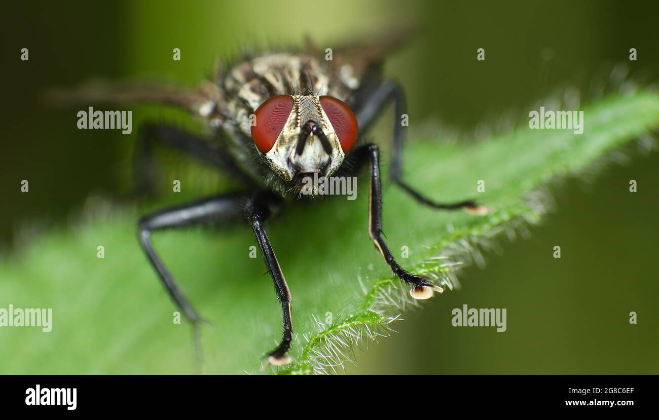 Grey flesh fly hi-res stock photography and images - Alamy