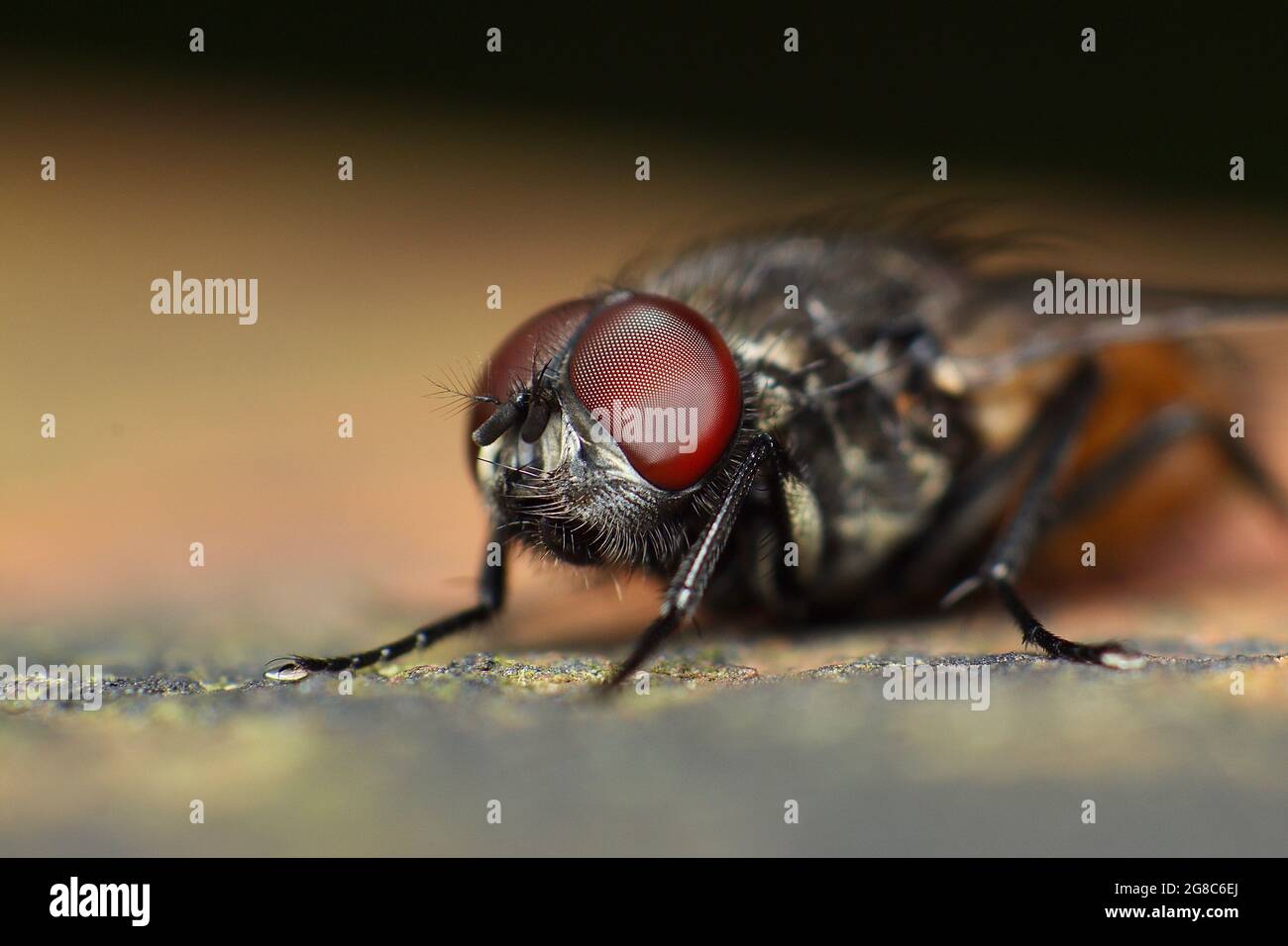 Autumn Fly (Musca autumnalis Stock Photo - Alamy