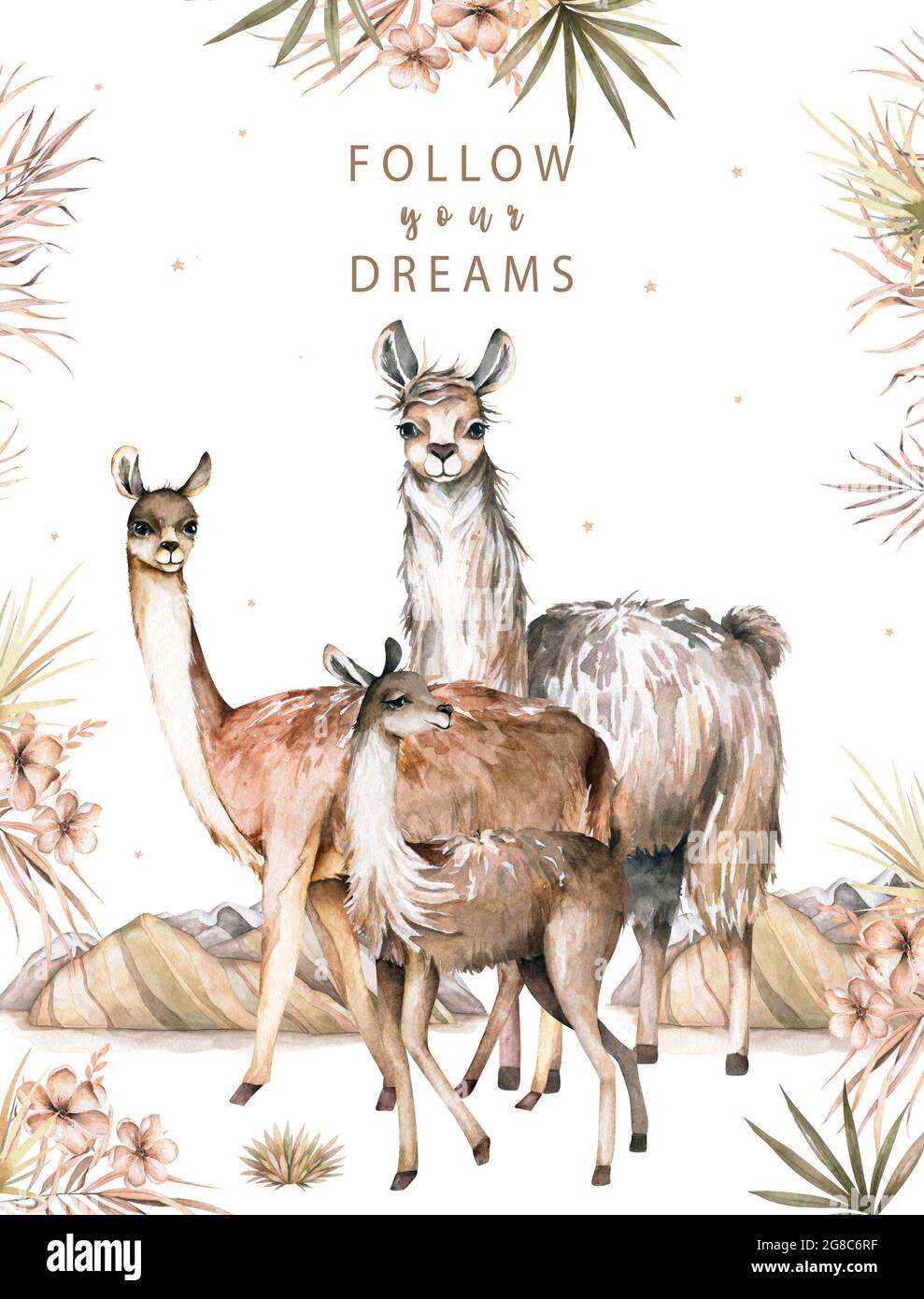 Cartoon lama flat illustrations. Cute llamas alpaca characters smiling ...