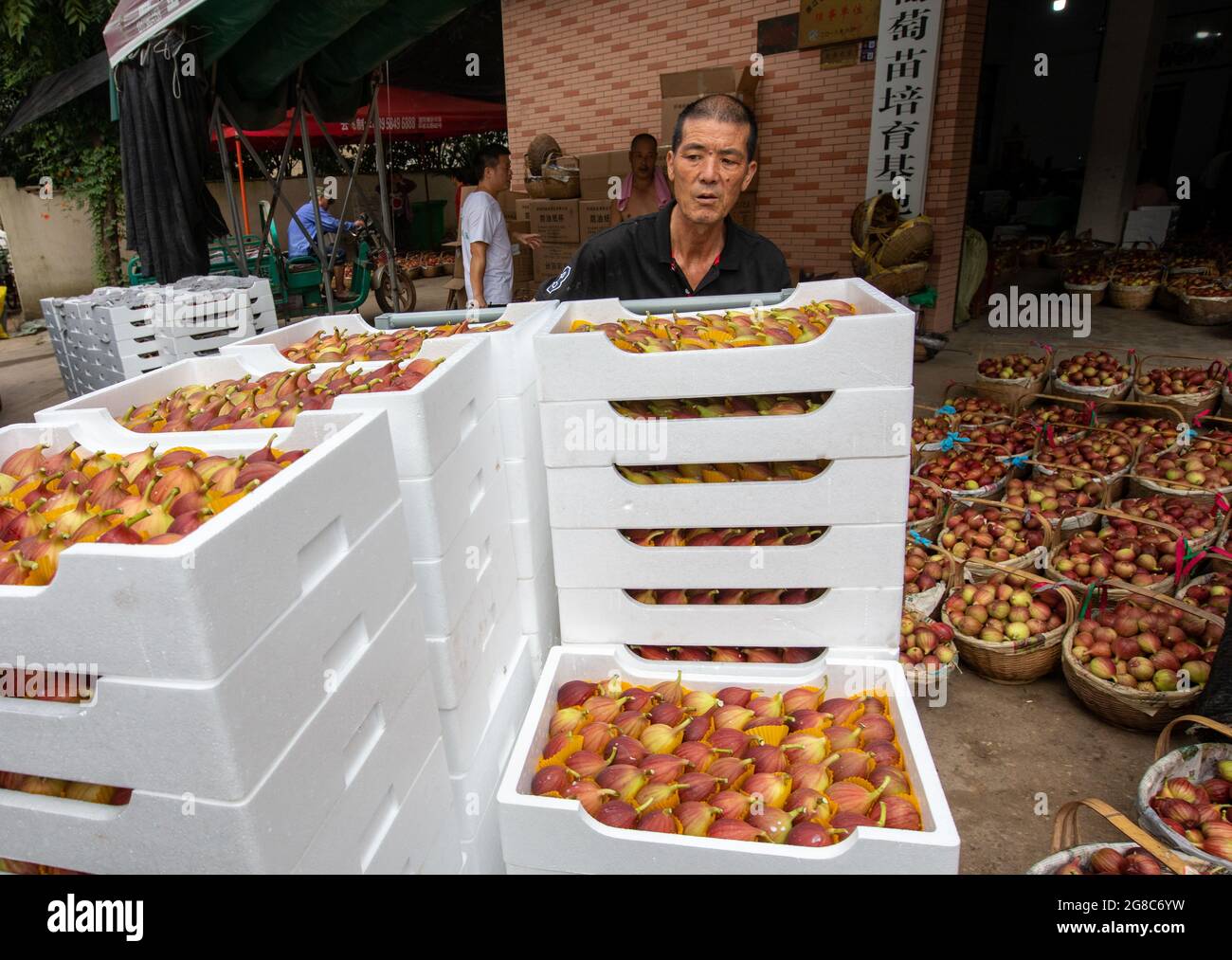 People sort and pack apples at a fruit growing base in Jinhua city ...