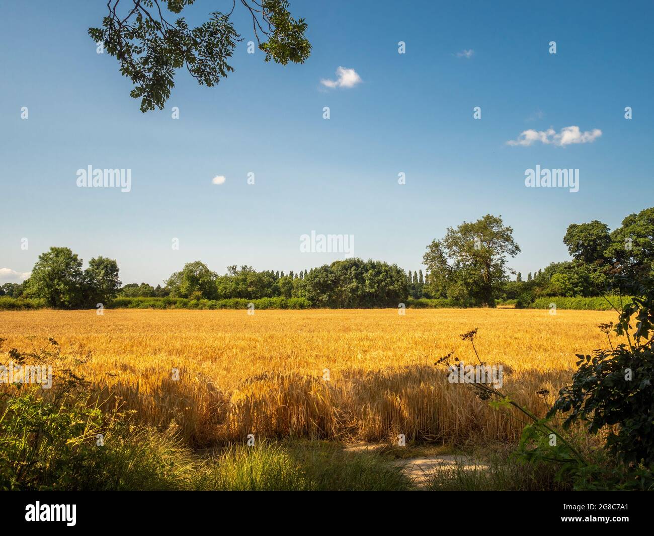 Golden field uk hi-res stock photography and images - Alamy