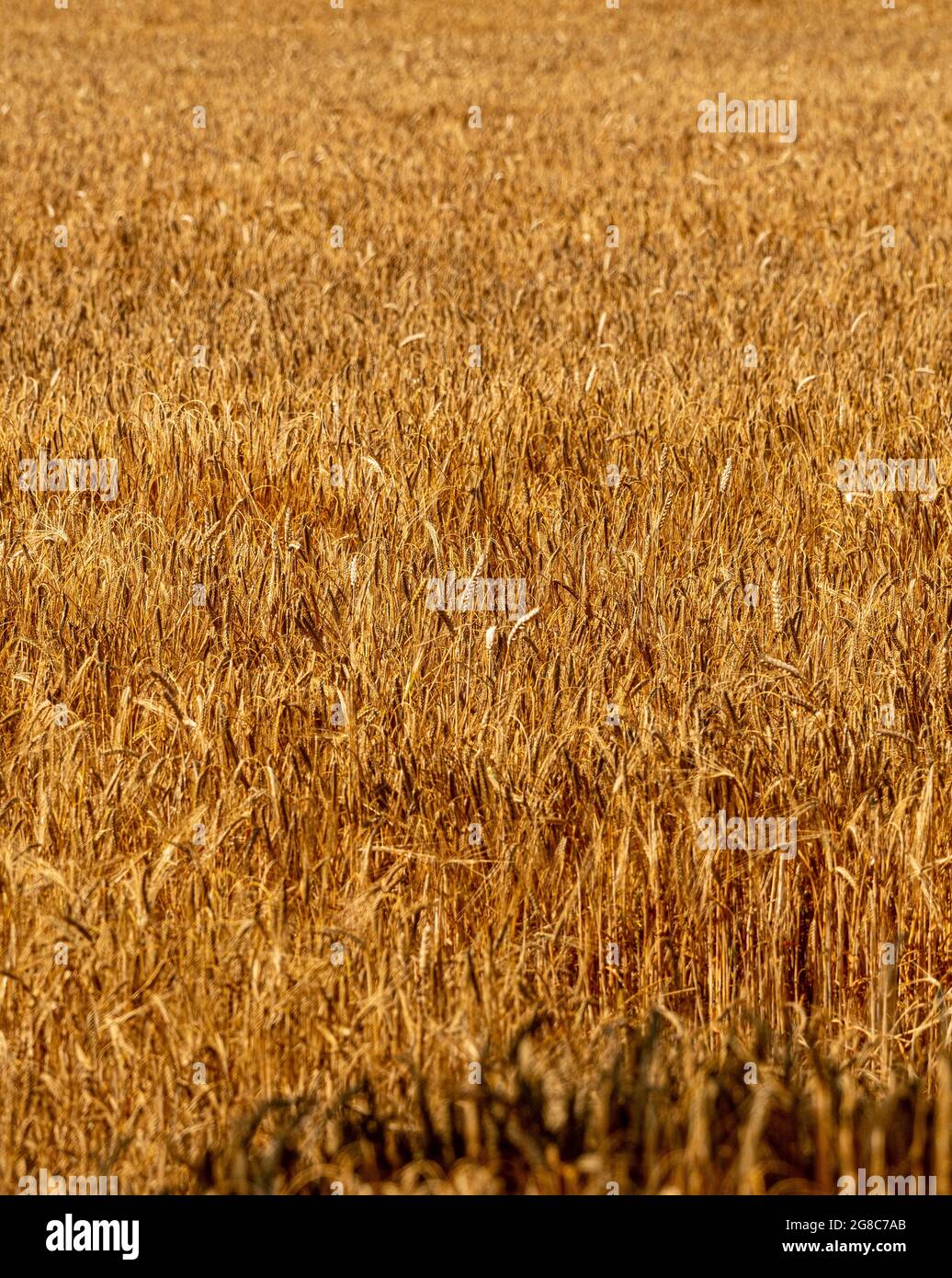 Mature wheat hi-res stock photography and images - Alamy