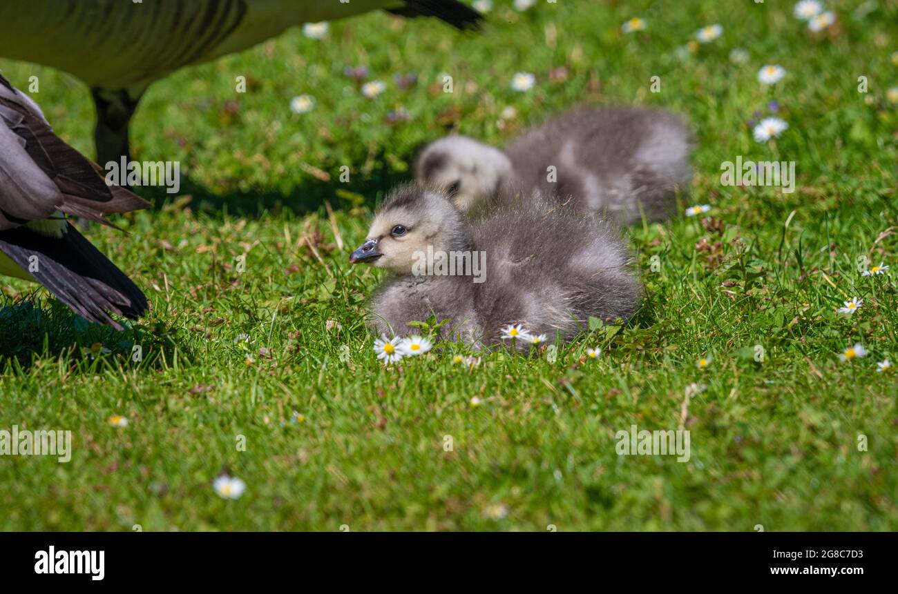 2 Barnacle geese goslings sitting in a daisy filled lawn Stock Photo ...