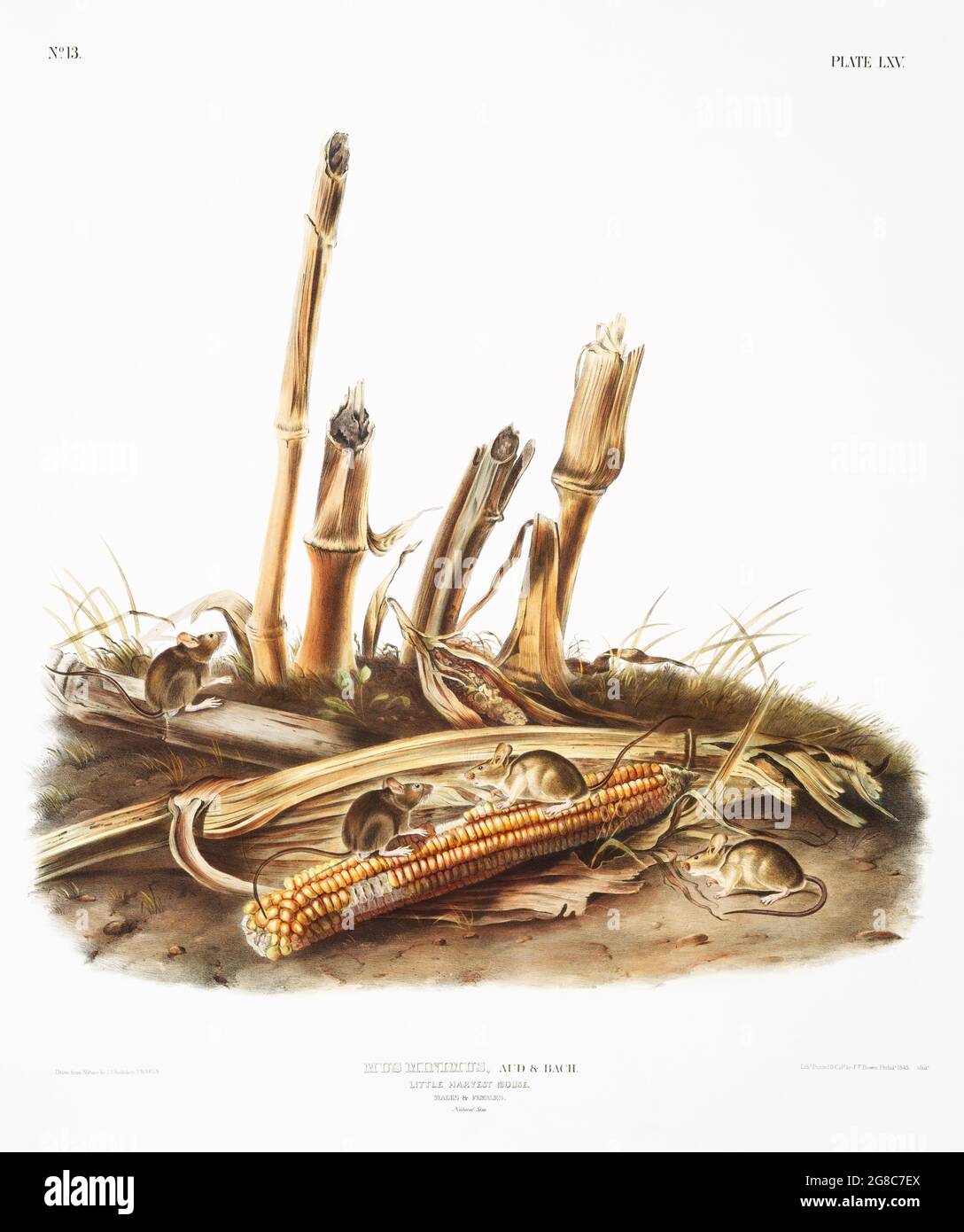 Mus minimus hi-res stock photography and images - Alamy