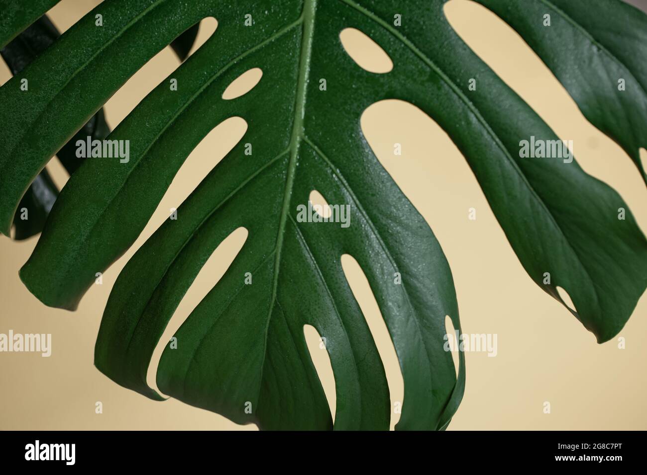 Close up of natural leaf of monstera tropical plant Stock Photo - Alamy