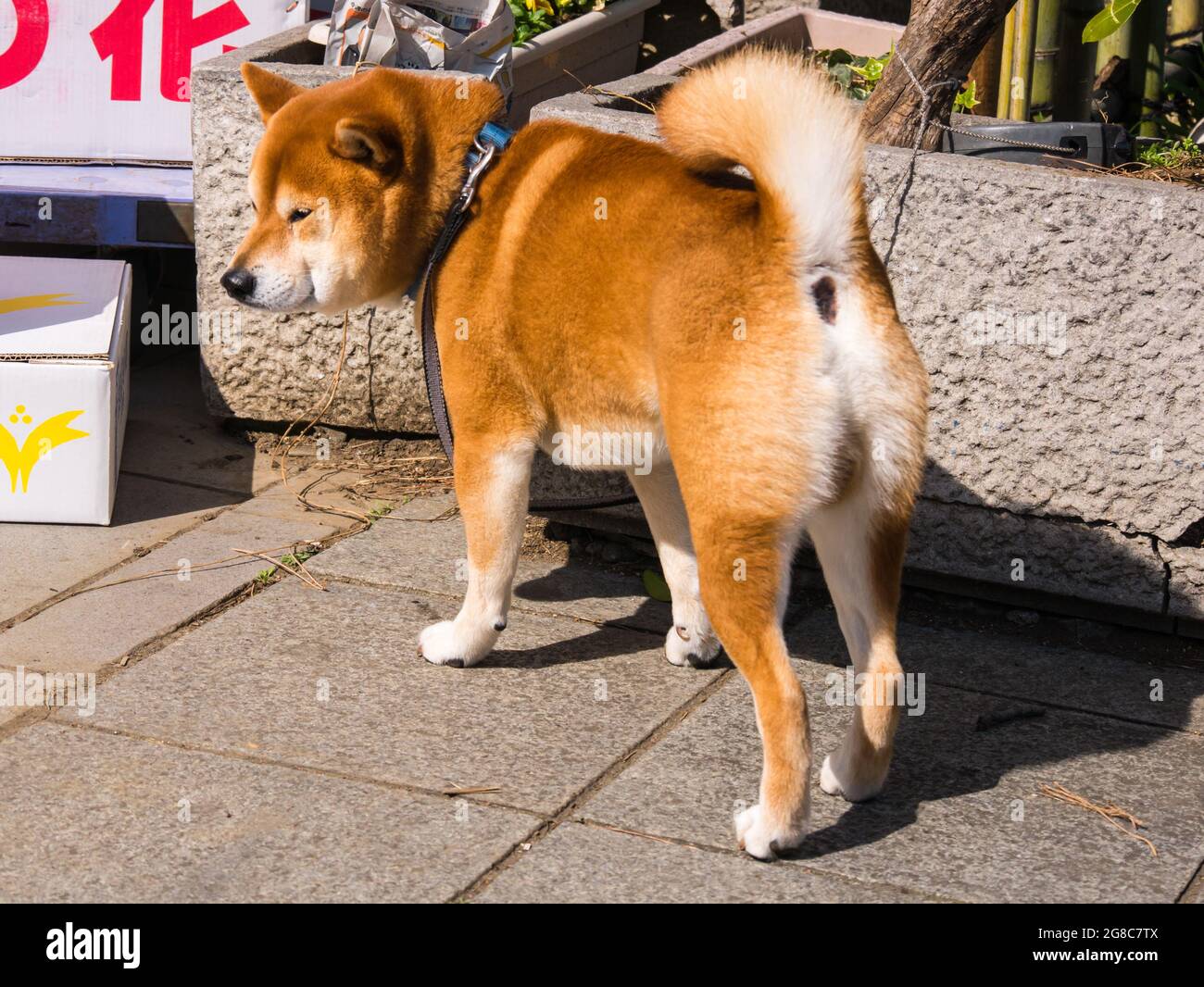 Cute Akita dog on a street Stock Photo - Alamy