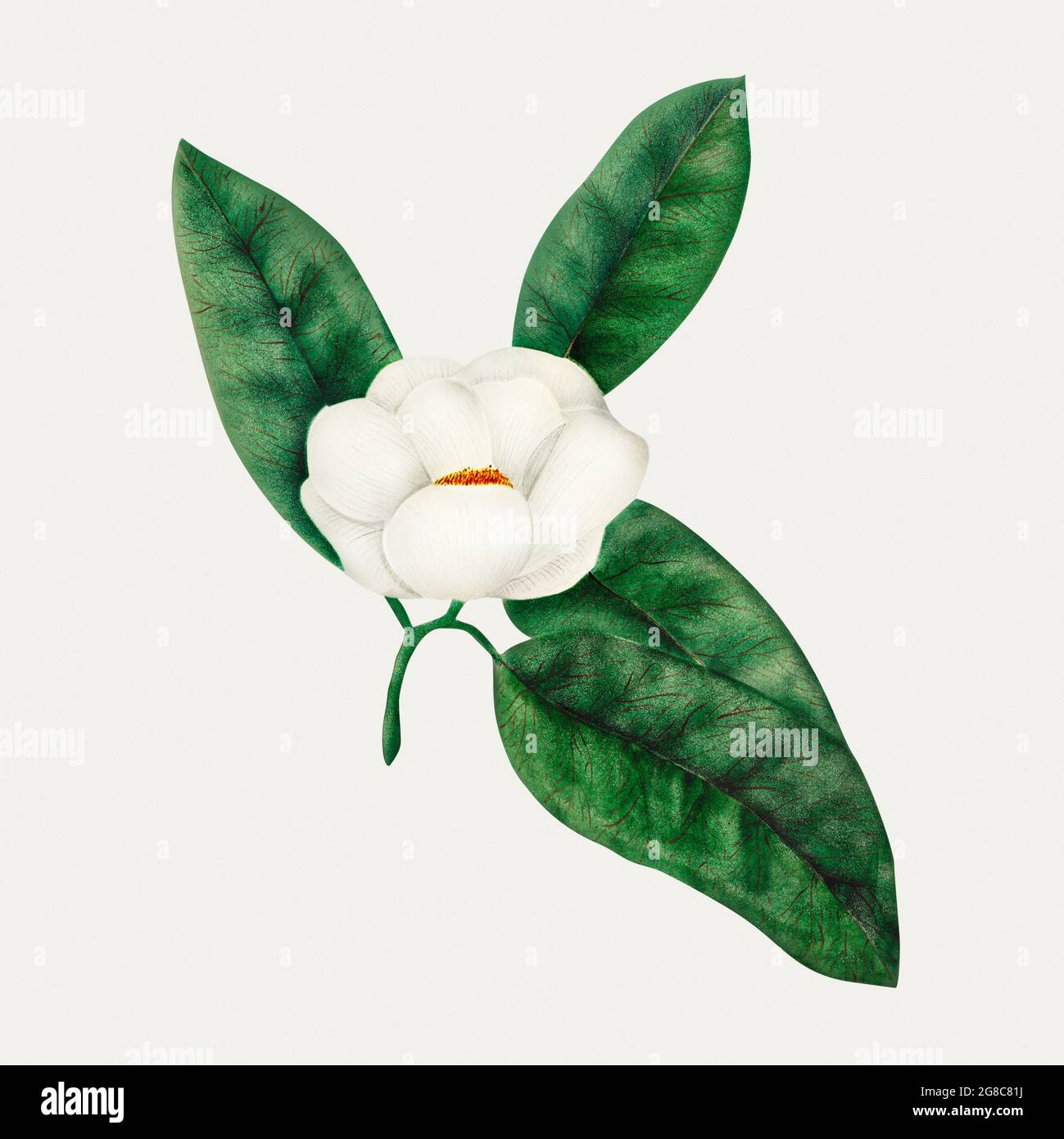 vintage, retro, old, photograph, century, botany, graphics, antique ...