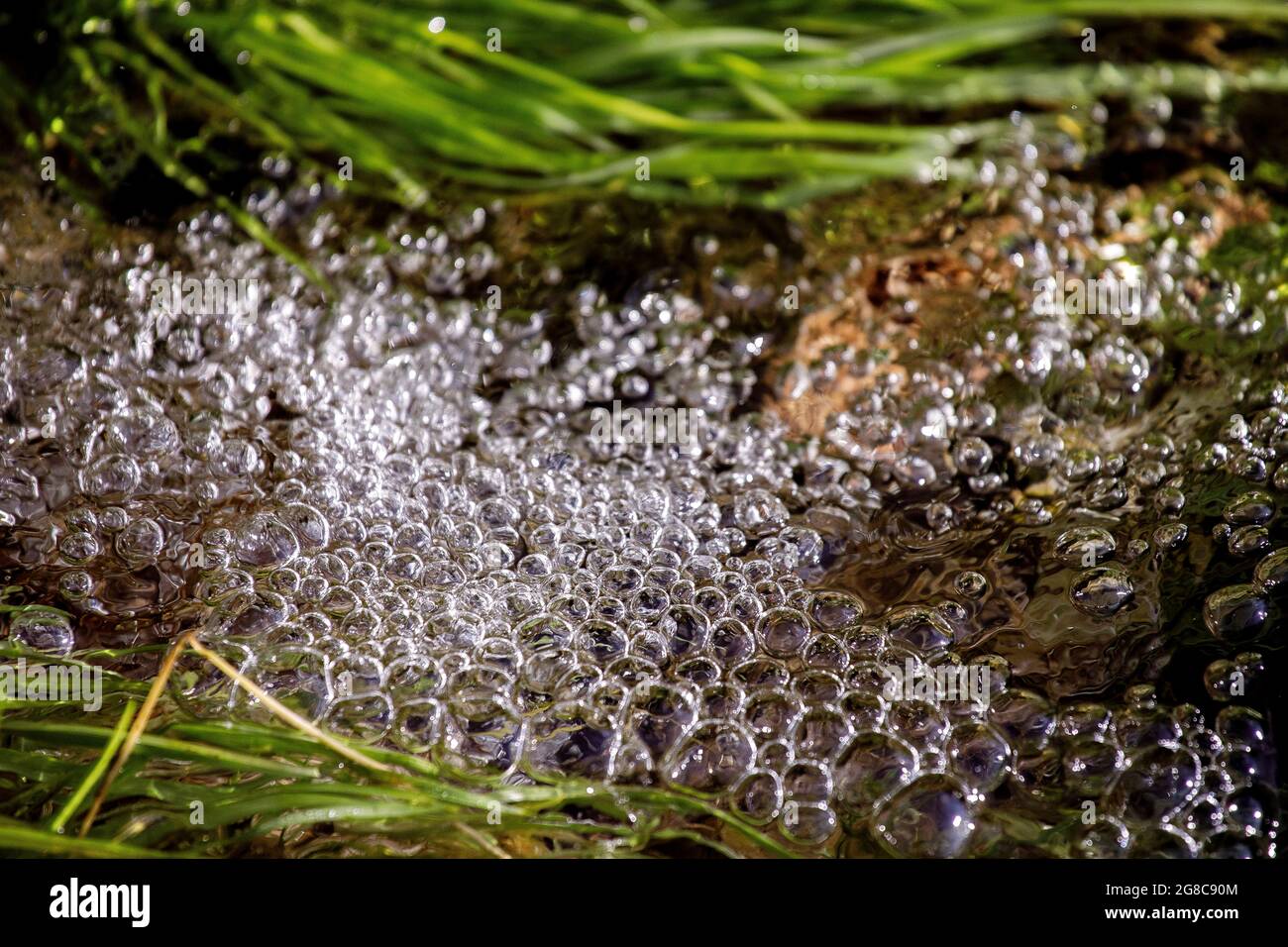 Close-up of fresh clean water and green nature. Spring fresh water in ...